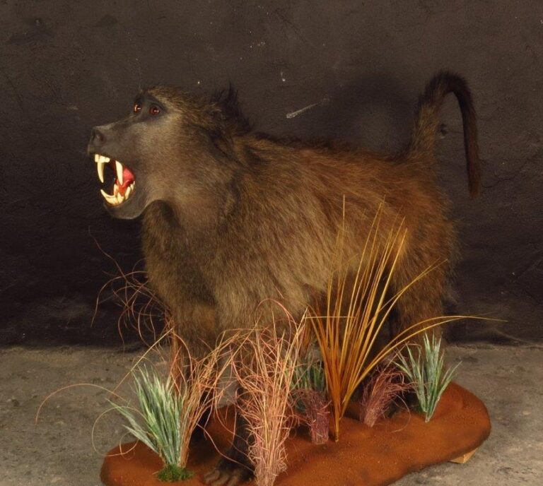 Taxidermy - Karoo Animal Art Studio
